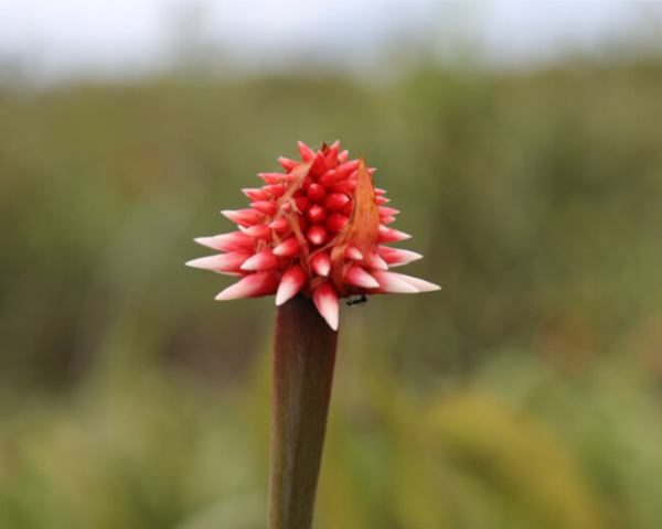 2. Plantas endémicas de la Amazonia colombiana – Ierna