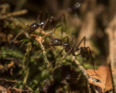 9. Fauna de la Amazonia colombiana – Ierna