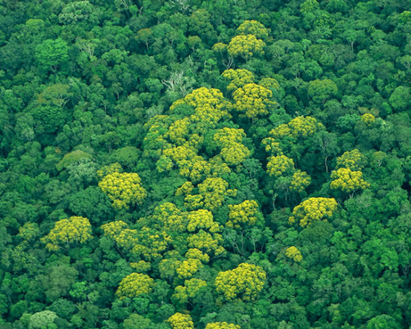 1. Flora de la Amazonia colombiana – Ierna
