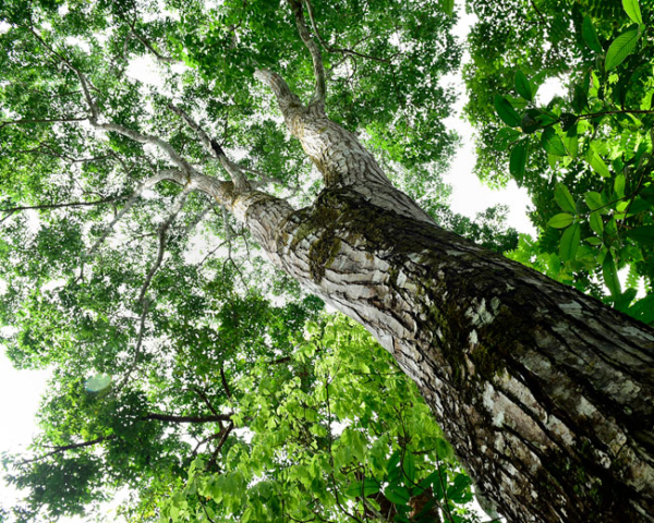 2. Planes de manejo para la conservación de especies amenazadas – Ierna