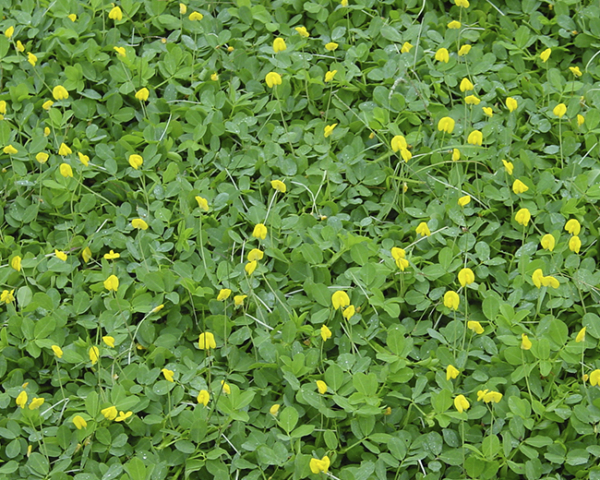 9. Emprendimientos sostenibles en la Amazonia colombiana – Ierna