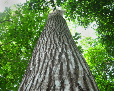 9. Fauna de la Amazonia colombiana – Ierna