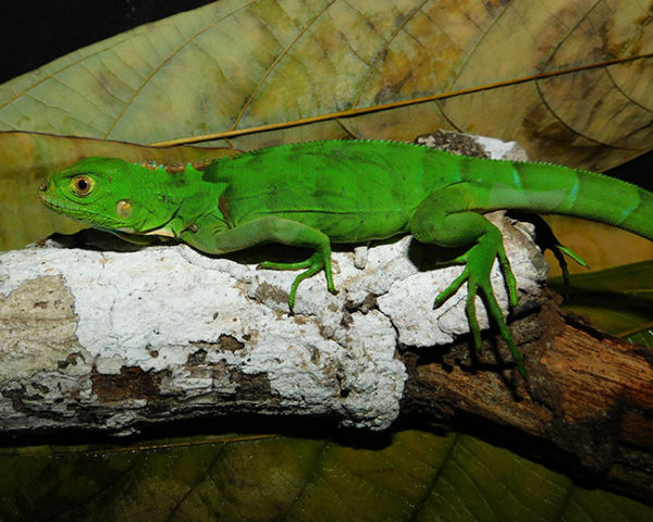 9. Fauna de la Amazonia colombiana – Ierna
