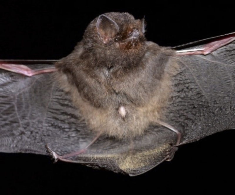 9. Fauna de la Amazonia colombiana – Ierna