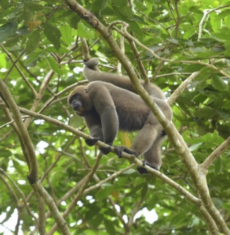 9. Fauna de la Amazonia colombiana – Ierna