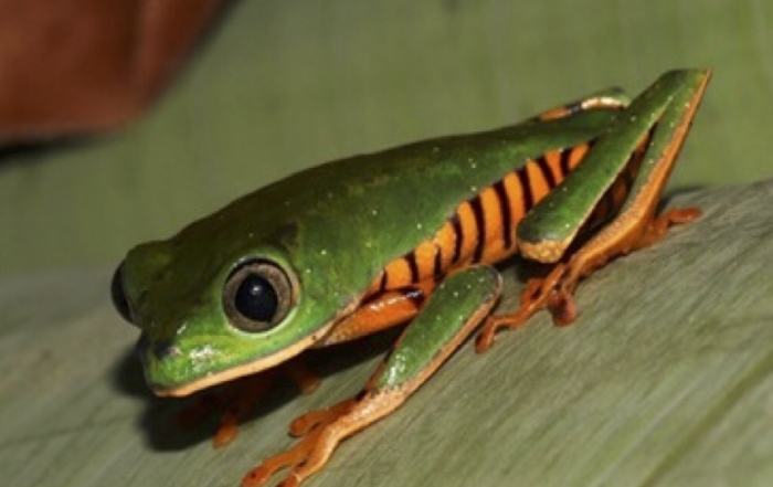 1. Fauna de la Amazonia colombiana – Ierna