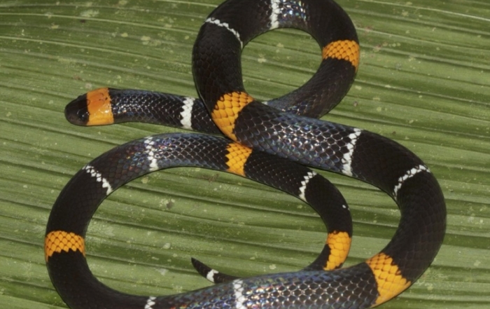 1. Fauna de la Amazonia colombiana – Ierna