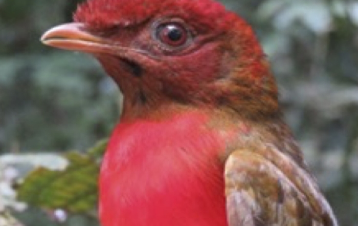 1. Fauna de la Amazonia colombiana – Ierna