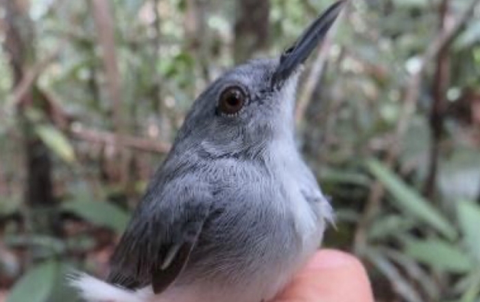1. Fauna de la Amazonia colombiana – Ierna
