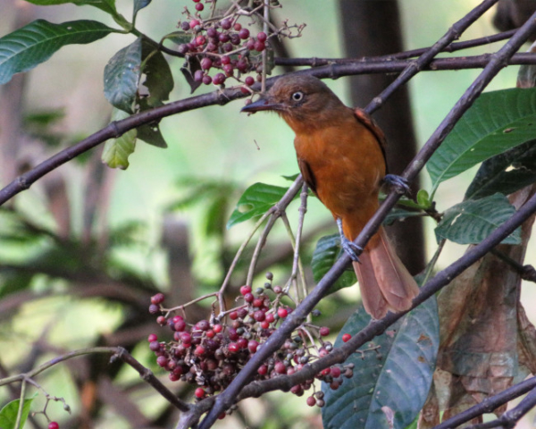 2. Flora de la Amazonia colombiana – Ierna